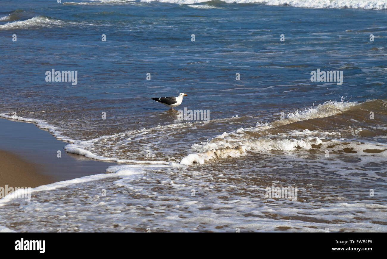 Seagull on pacific ocean hi-res stock photography and images - Alamy