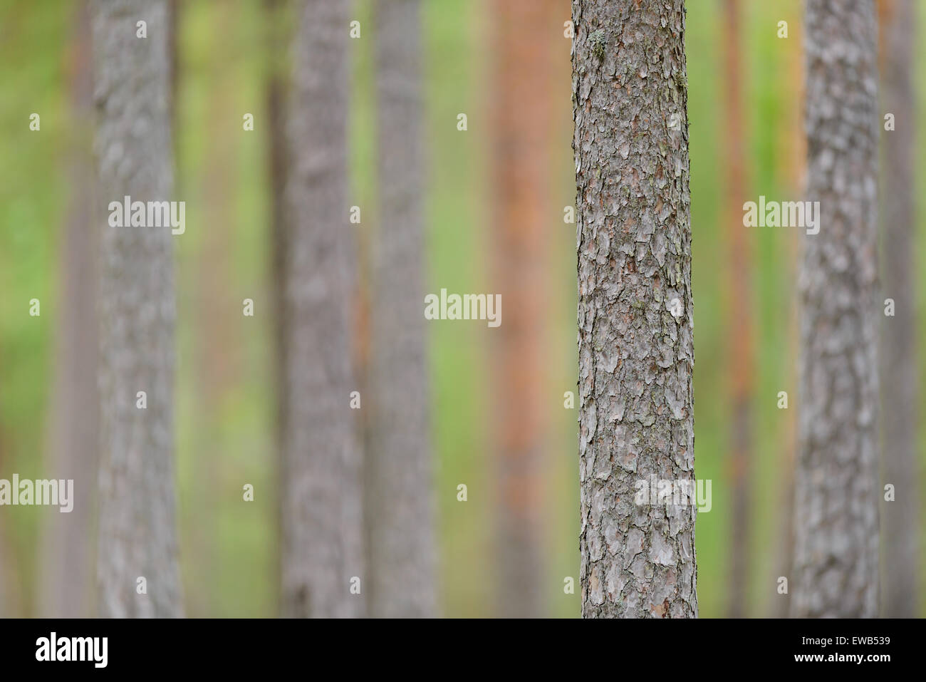 Abstract pine hi-res stock photography and images - Alamy