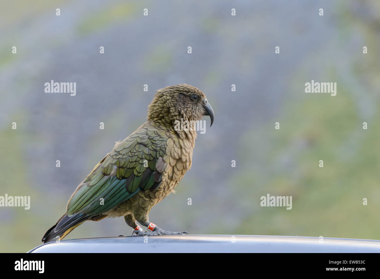 Kea bird hi-res stock photography and images - Alamy