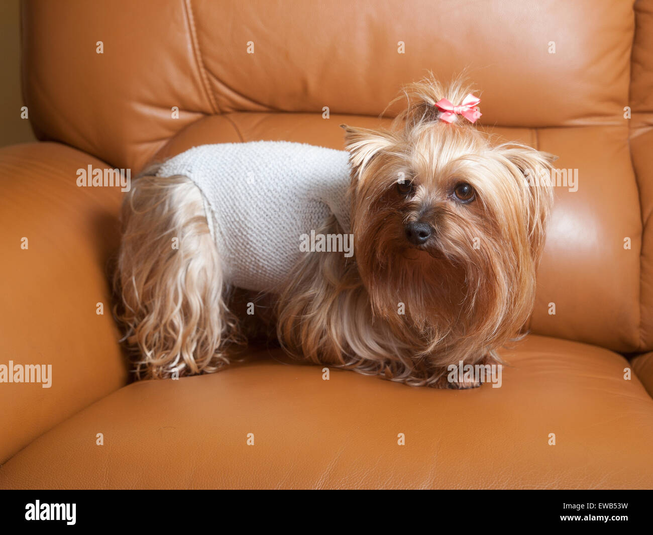 How Do You Bandage A Dogs Chest