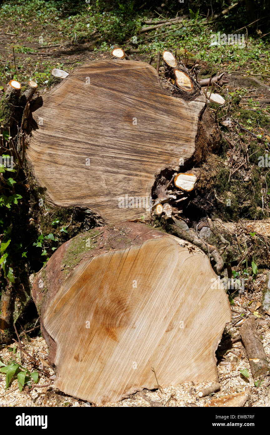 Sawn tree stump Stock Photo - Alamy