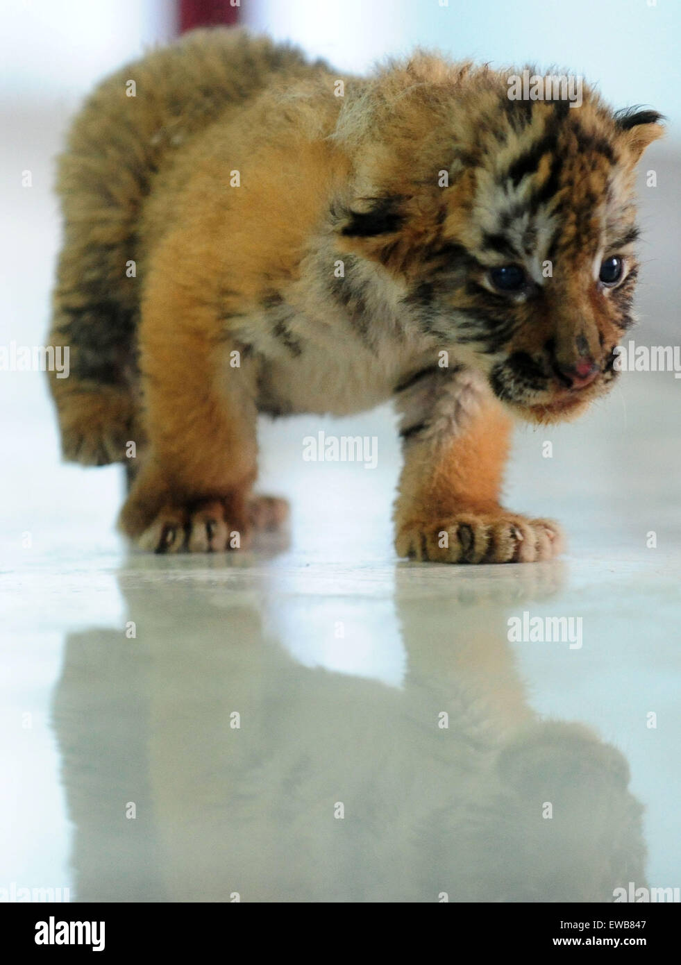 Siberian tiger cub walking hi-res stock photography and images - Alamy