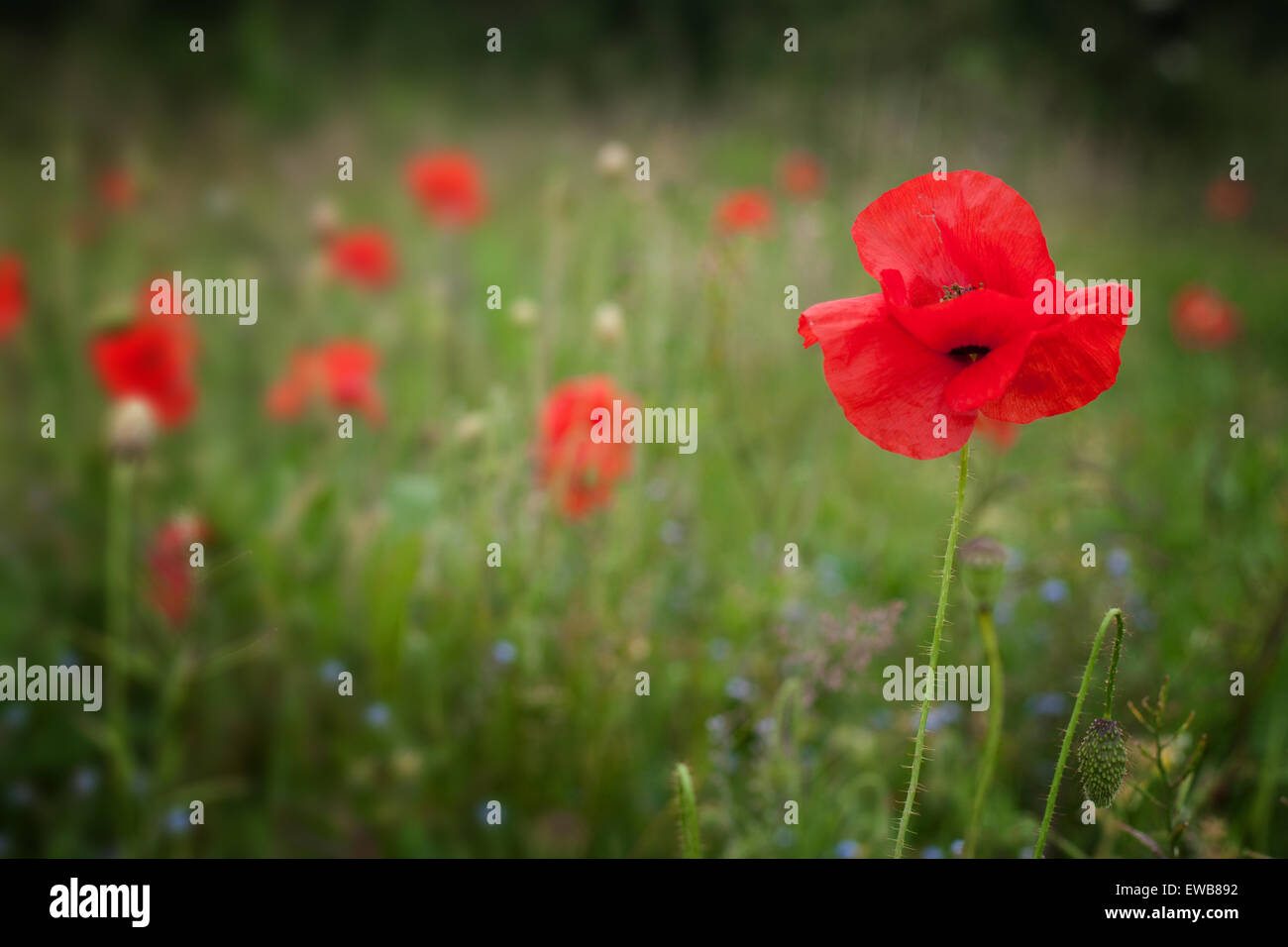 Wild Poppy flowers Stock Photo - Alamy