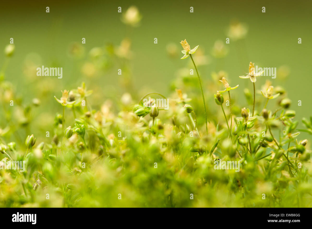 Annual Pearlwort also Dwarf Pearlwort (Sagina apetala Stock Photo - Alamy