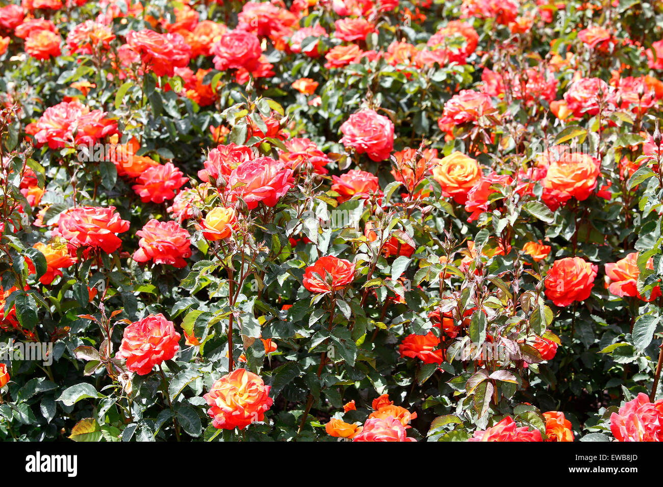 red roses in the rose gardens at Hever Castle in kent UK Stock Photo ...