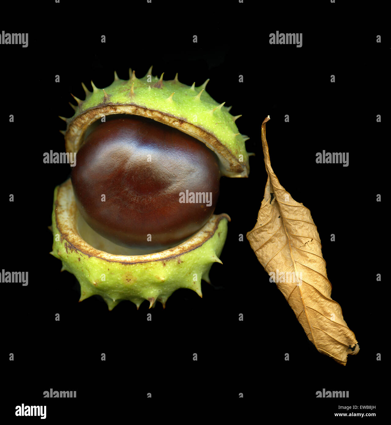 Black On Chestnut High Resolution Stock Photography and Images - Alamy