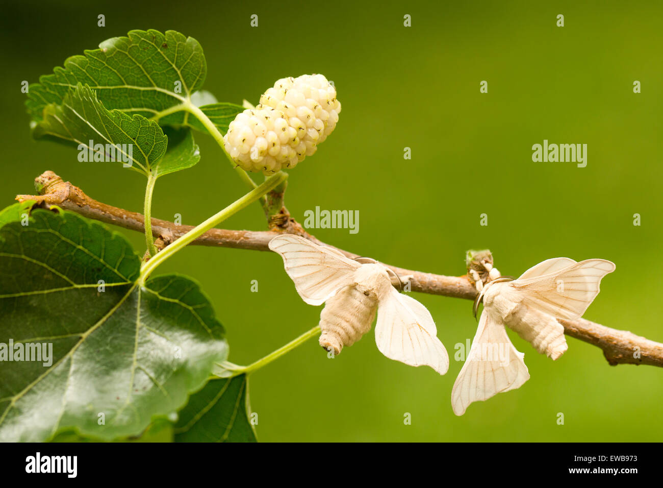 Mulberry silkworm moth hi-res stock photography and images - Alamy
