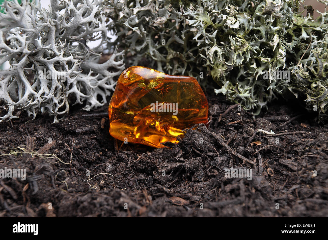 Amber on forest floor Stock Photo - Alamy