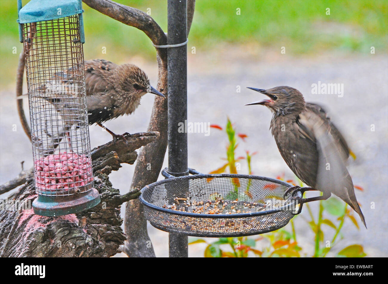Juvenile starling hi-res stock photography and images - Alamy