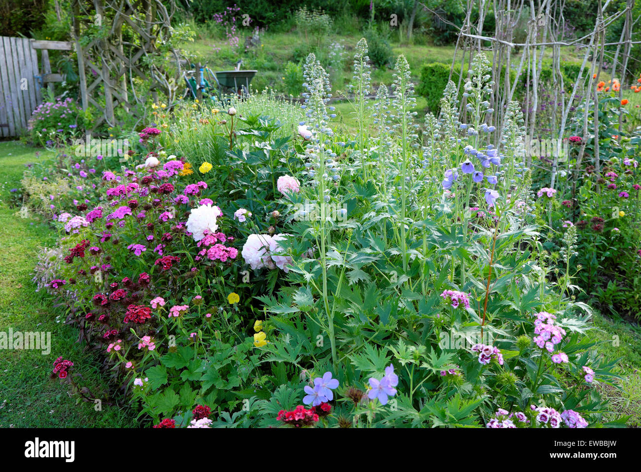 Delphiniums herbaceous border hi-res stock photography and images - Alamy