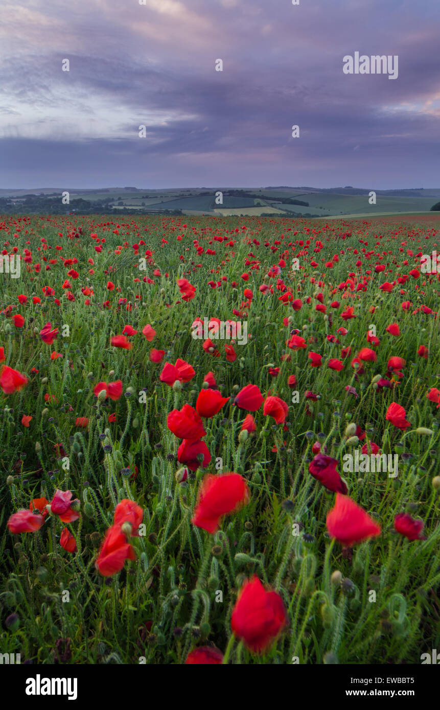Poppy field at South Downs National Park, Brighton, West Sussex ...