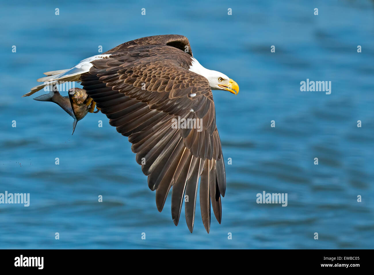 American Bald Eagle Carrying a Fish Stock Photo - Alamy American Bald Eagle Carrying a Fish Stock Photo - Alamy