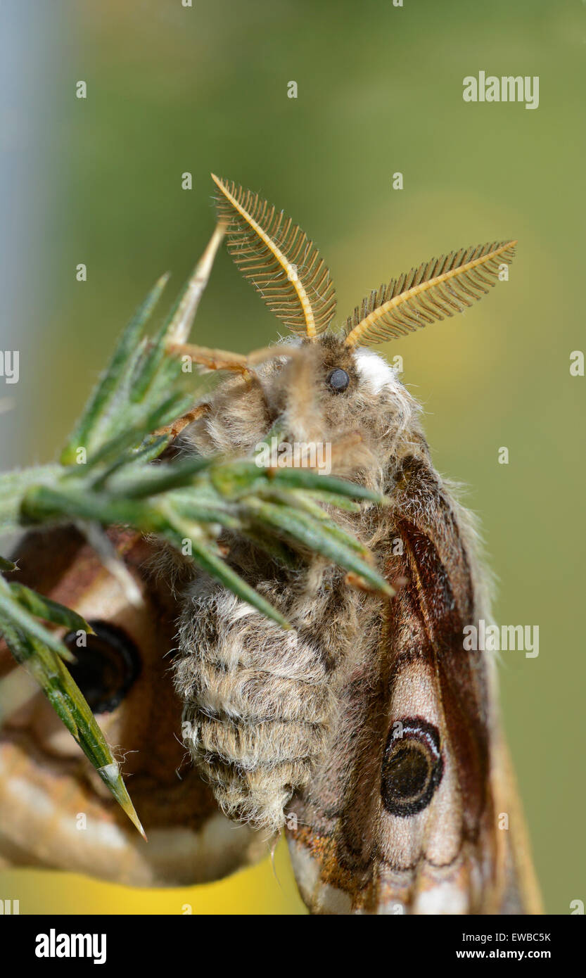 Emperor Moth: Saturnia pavonia. Male, showing antennae used to detect ...
