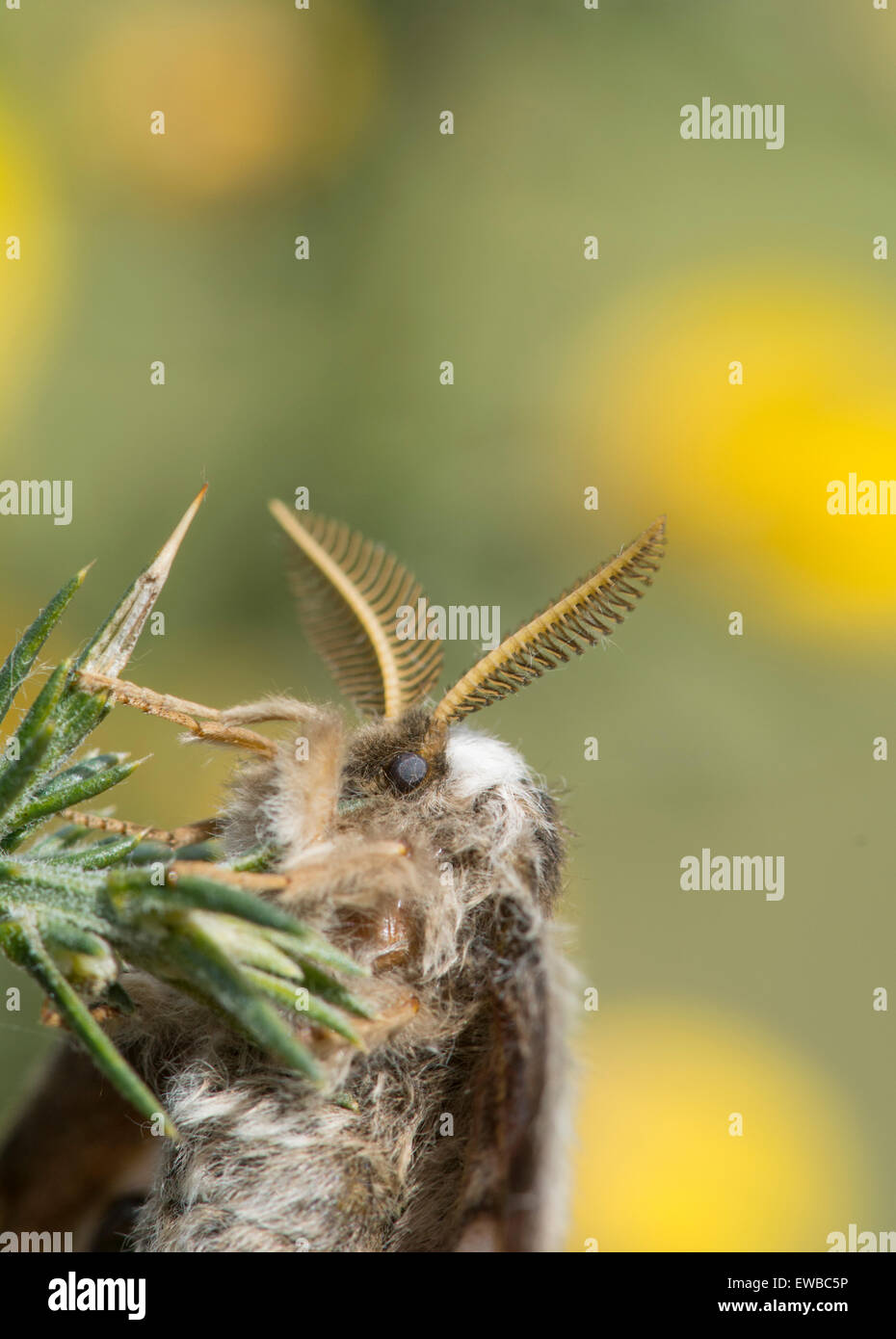 Emperor Moth: Saturnia pavonia. Male, showing antennae used to detect ...