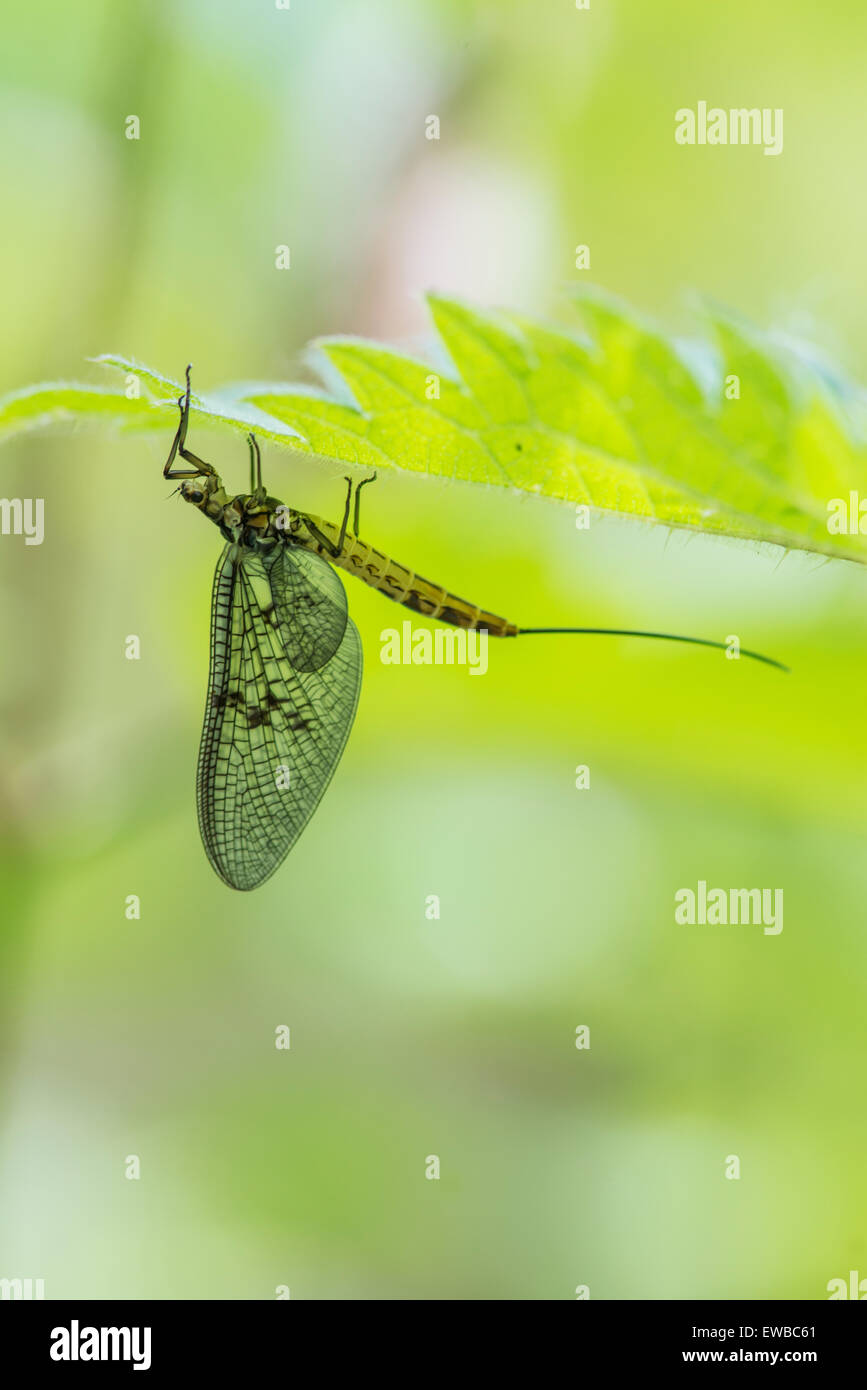 Mayfly: Ephemera danica. Surrey, England Stock Photo - Alamy