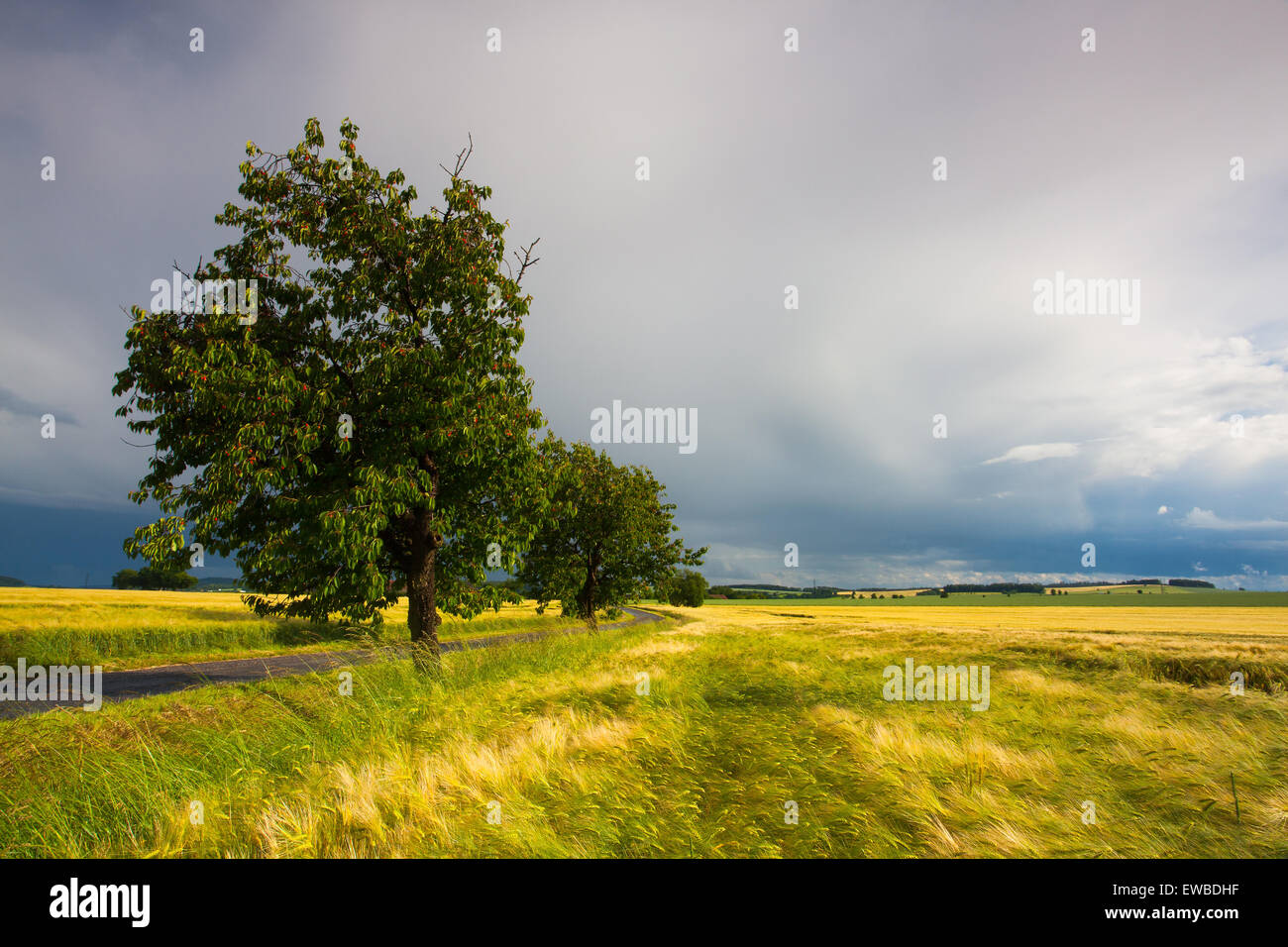 Trees full of cherries and summer landscape after heavy storm Stock ...