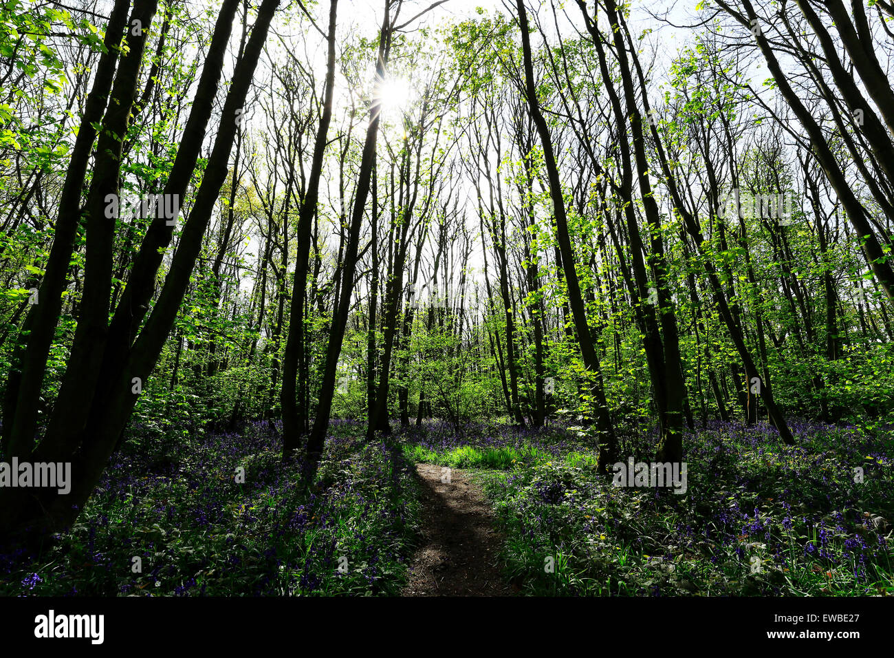 Spring woods hi-res stock photography and images - Alamy