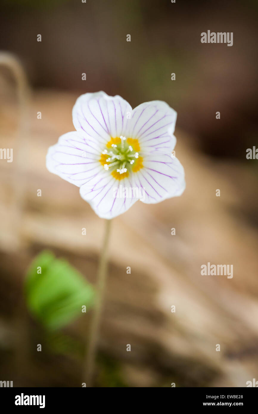 Small wood sorrel flower Stock Photo - Alamy