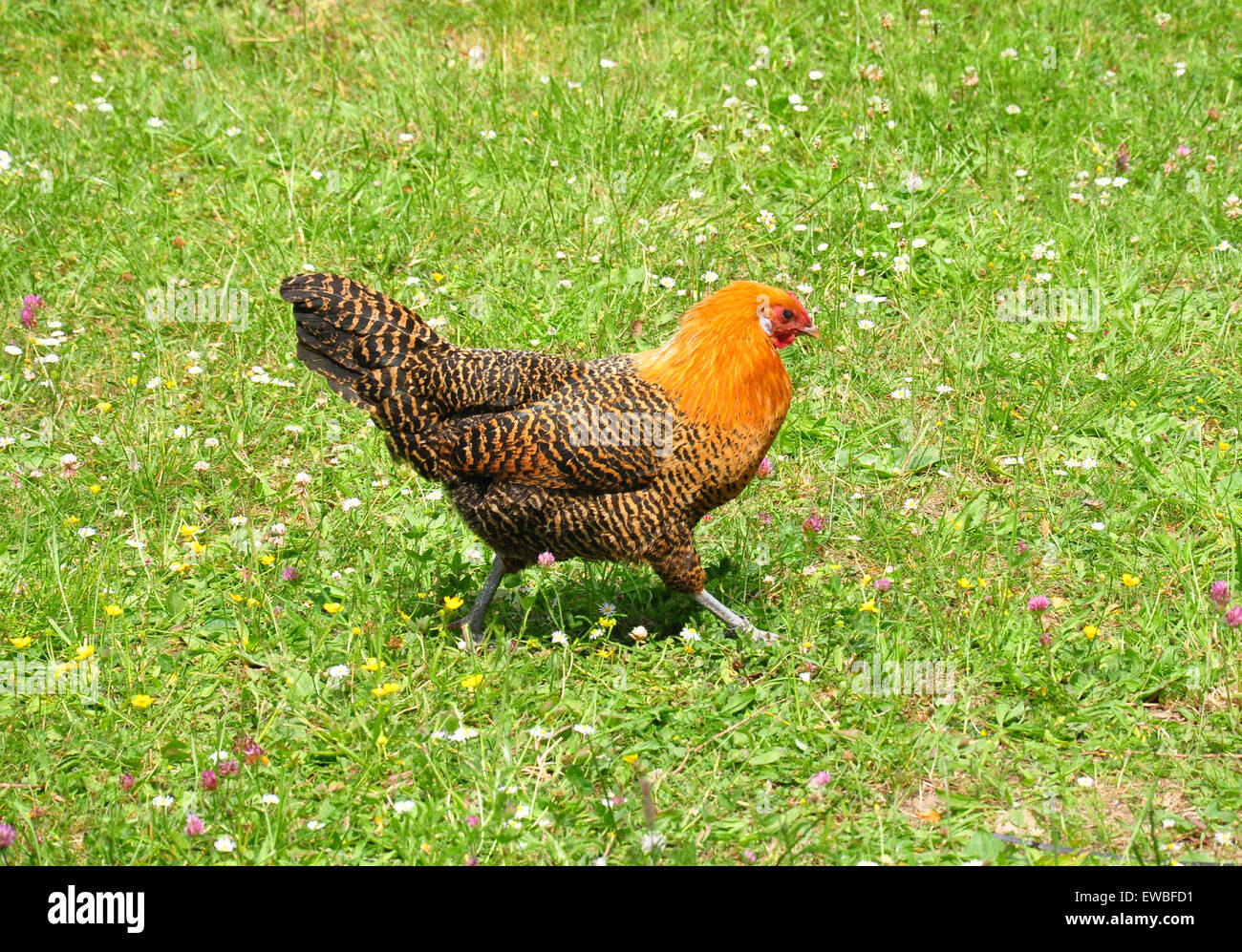 Totleger hi-res stock photography and images - Alamy