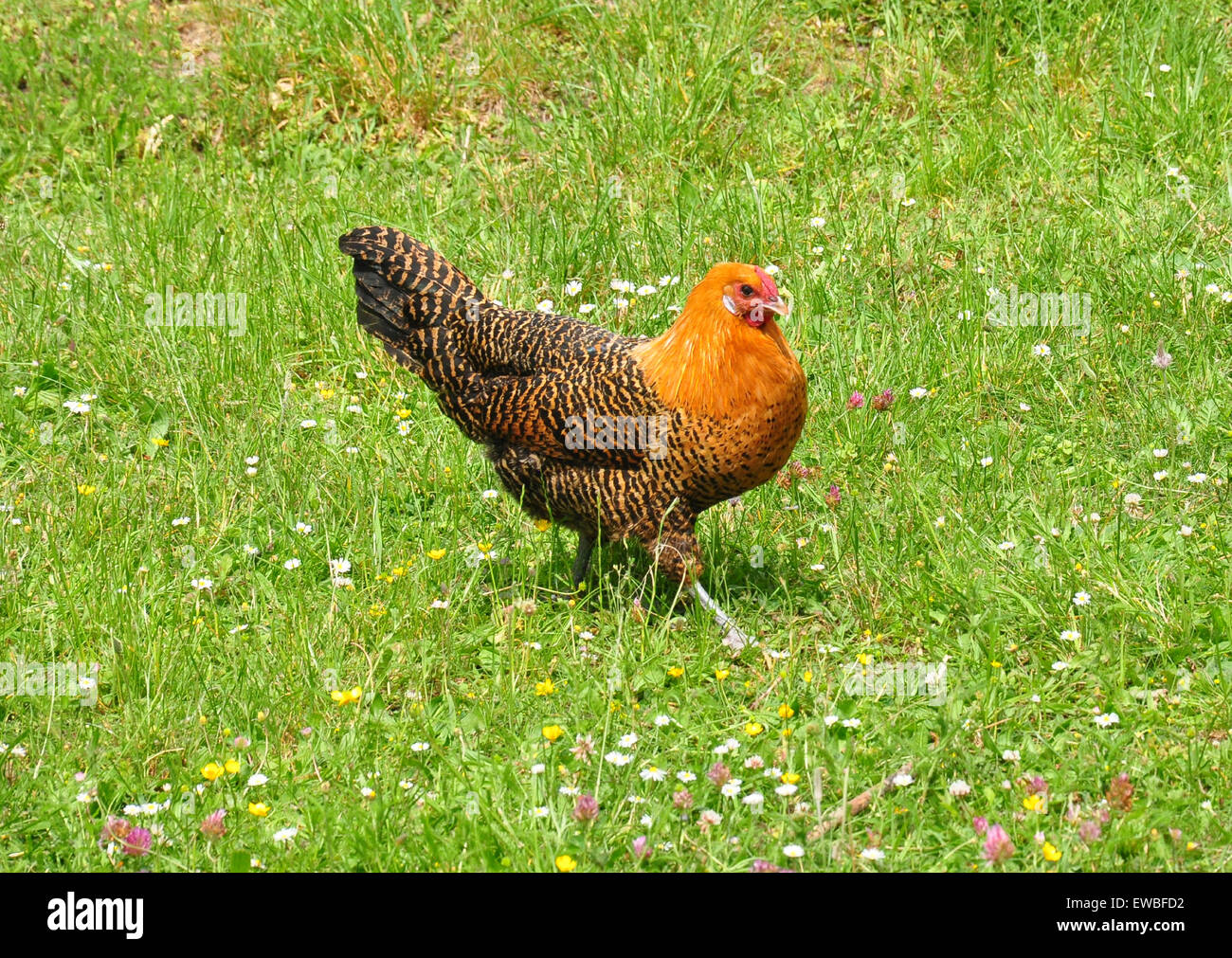 Totleger hi-res stock photography and images - Alamy