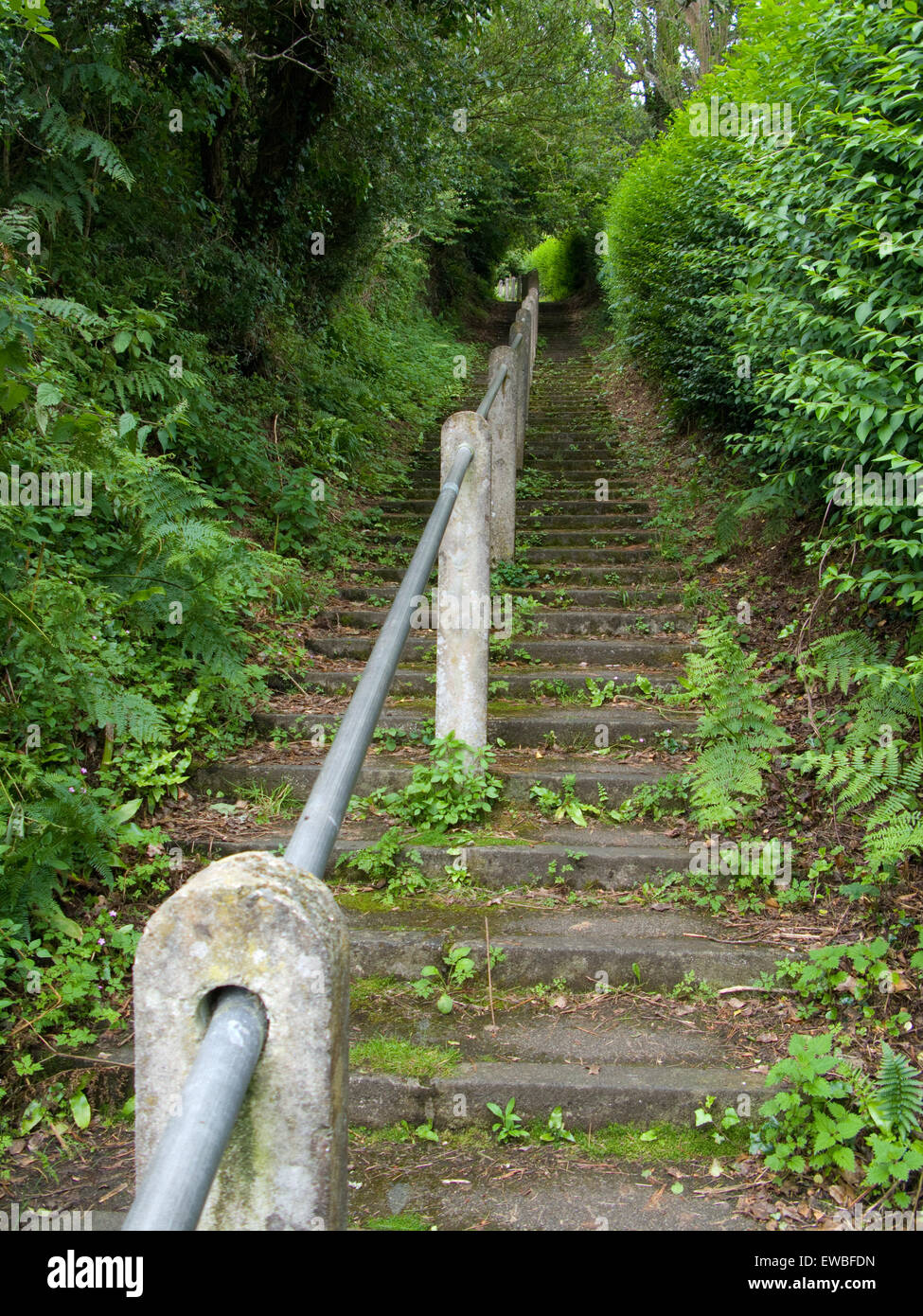 long set of steps leading up between hedges Stock Photo - Alamy