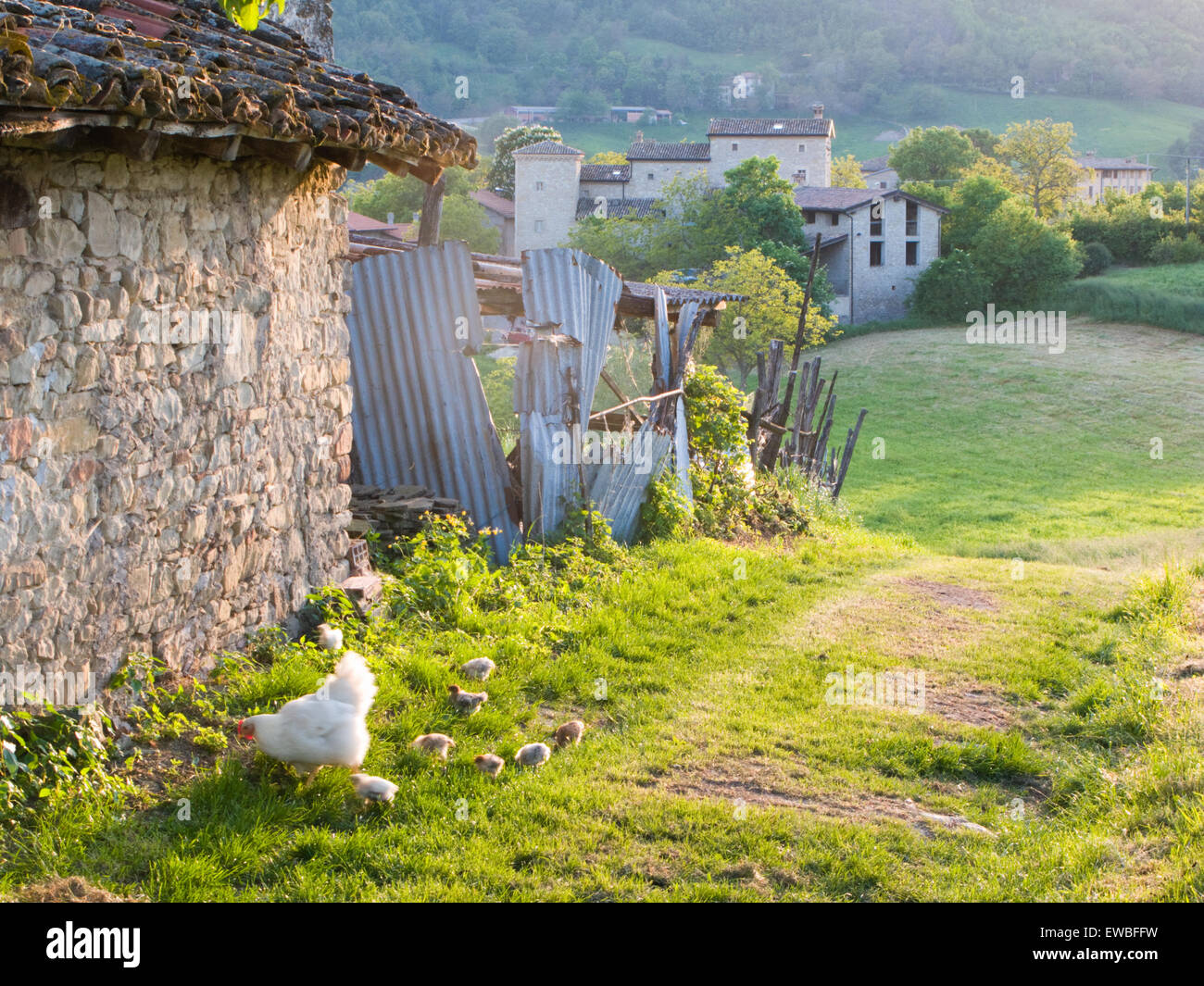 Rural free range chickens hi-res stock photography and images - Alamy