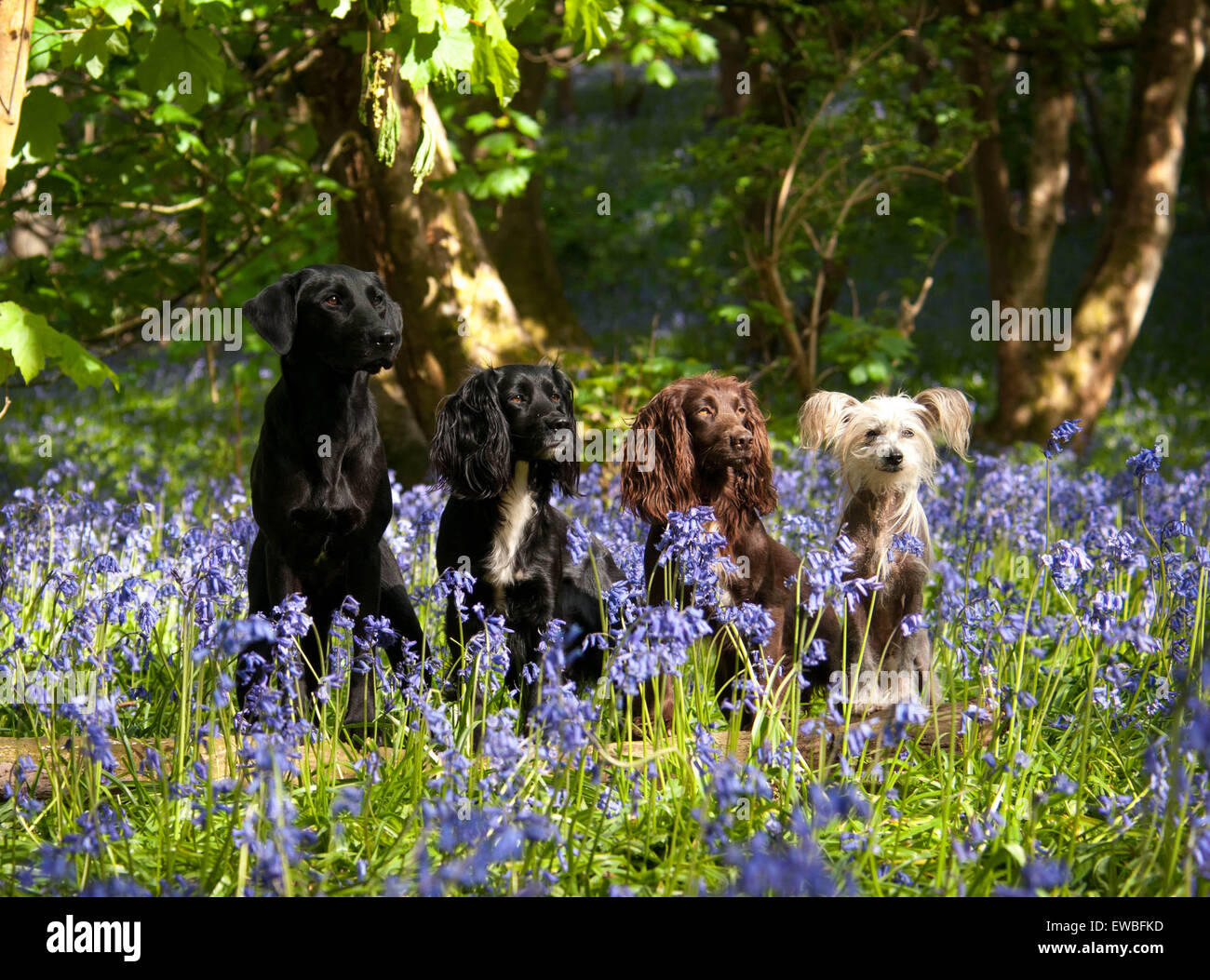A group of four dogs in a patch of bluebells in a woodland scene Stock ...