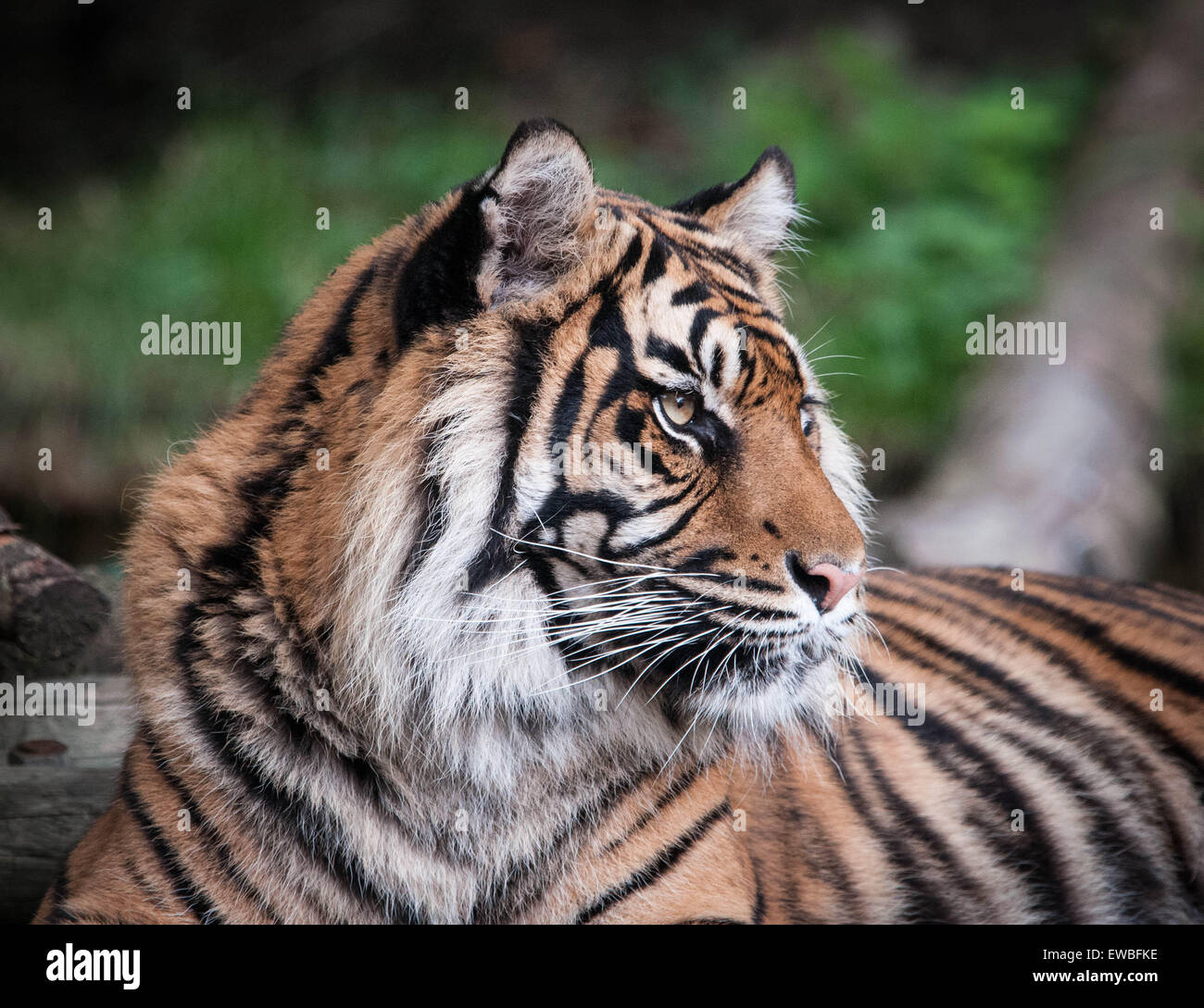 Sumatran Tiger headshot Stock Photo - Alamy
