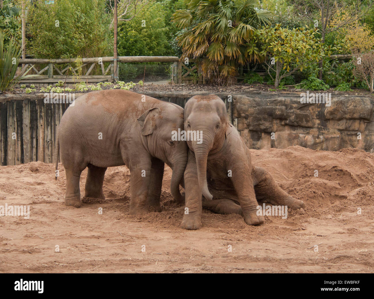 Asian elephants hi-res stock photography and images - Alamy