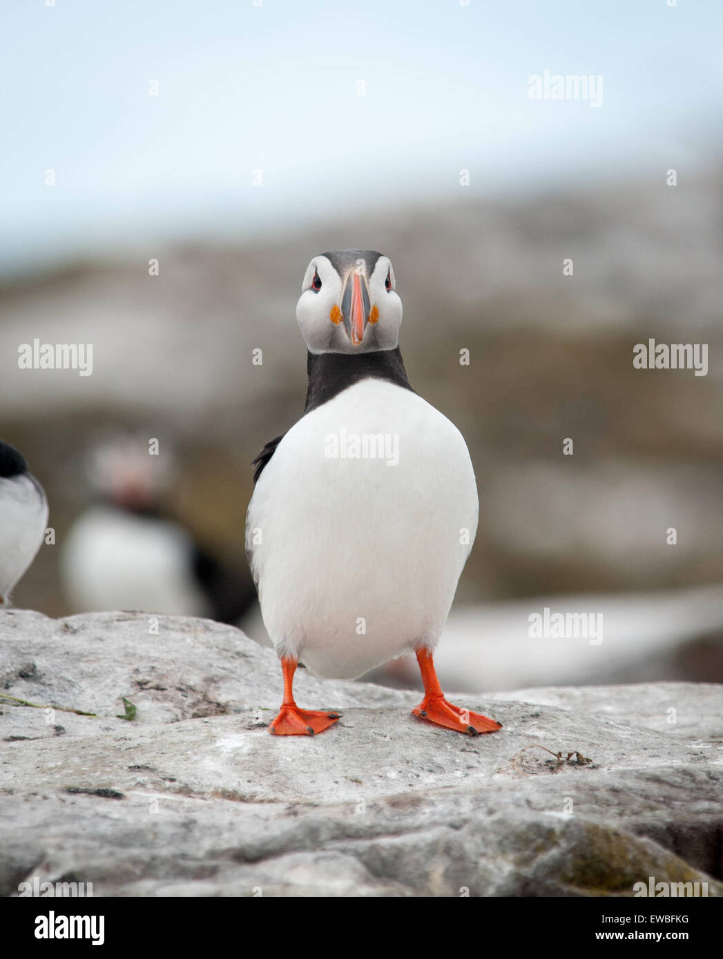 Puffin puffed out hi-res stock photography and images - Alamy