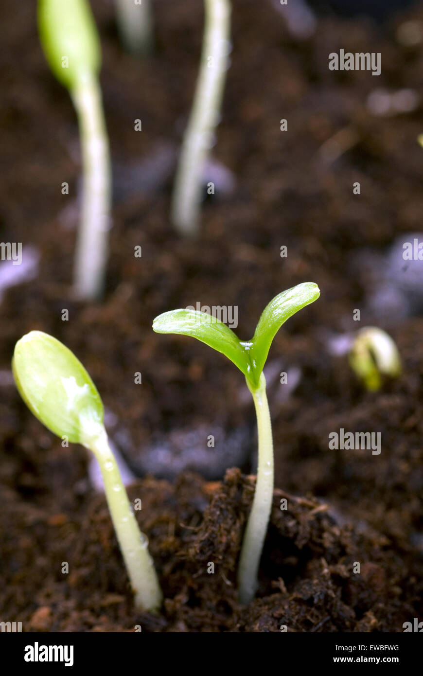 Tiny sapling hi-res stock photography and images - Alamy