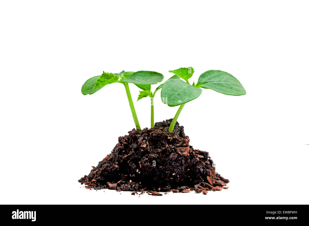 New seedlings in soil isolated on white Stock Photo - Alamy
