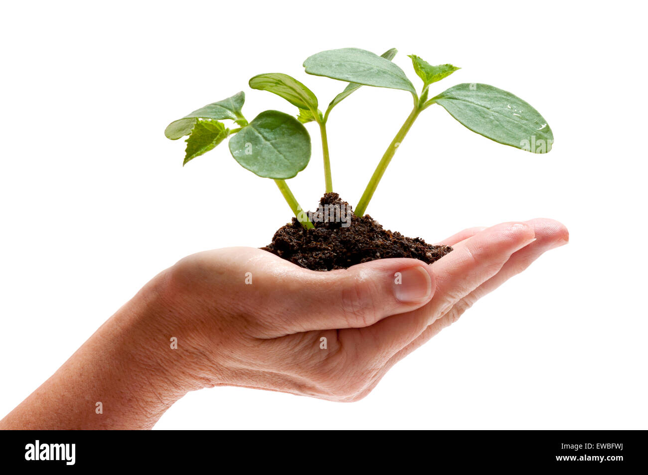 Holding New Life Symbol. Hand holding young squash plants on white ...