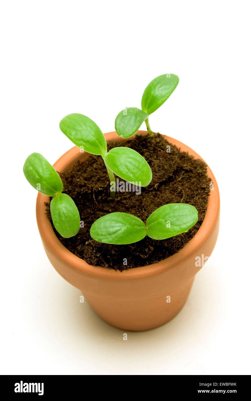 Baby squash hi-res stock photography and images - Alamy