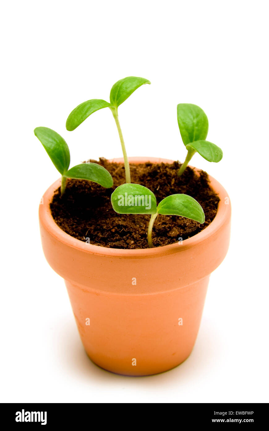 Seedlings green tree in Cut Out Stock Images & Pictures - Alamy