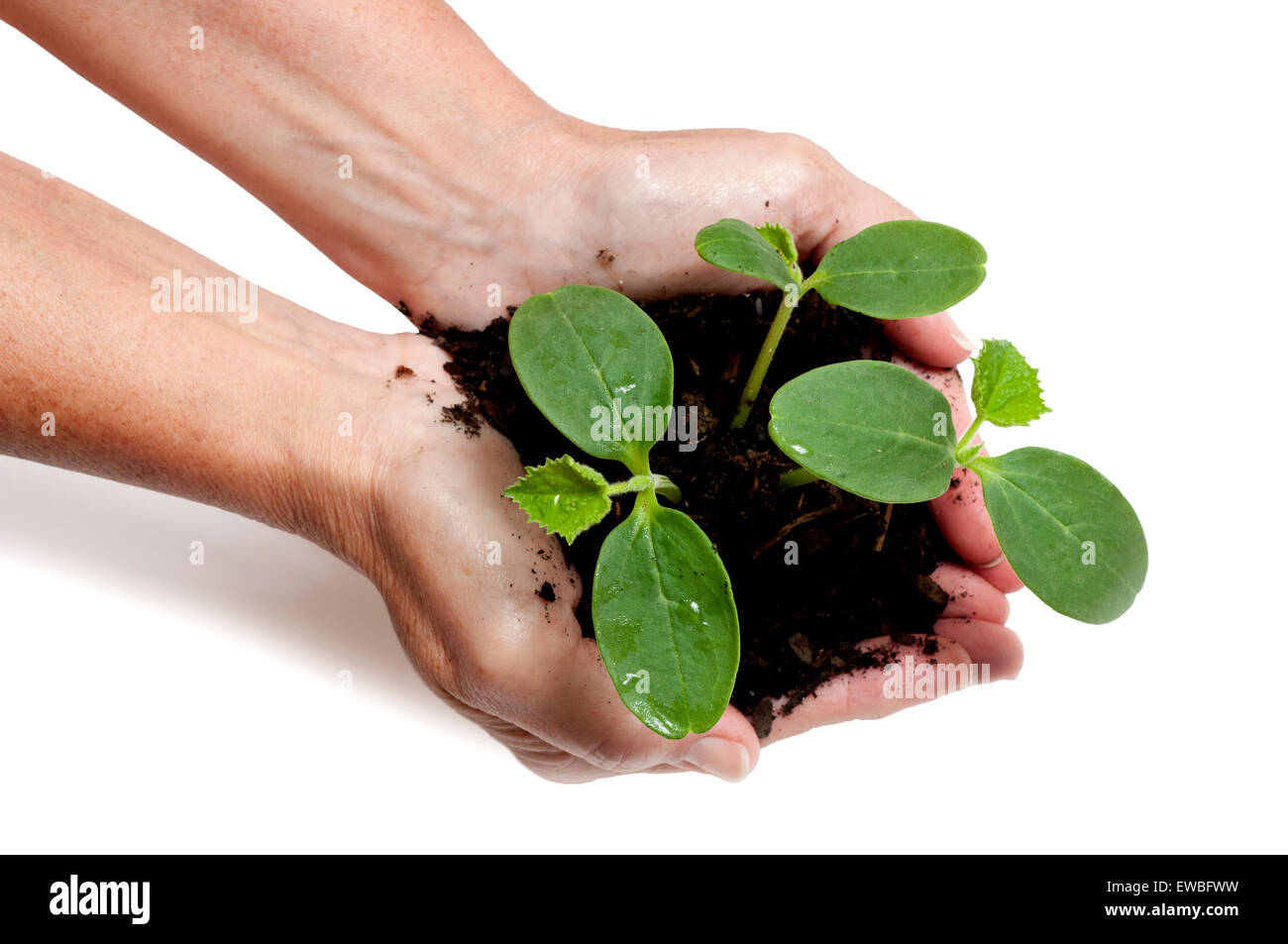Hands holding young seedlings isolated on white Stock Photo - Alamy