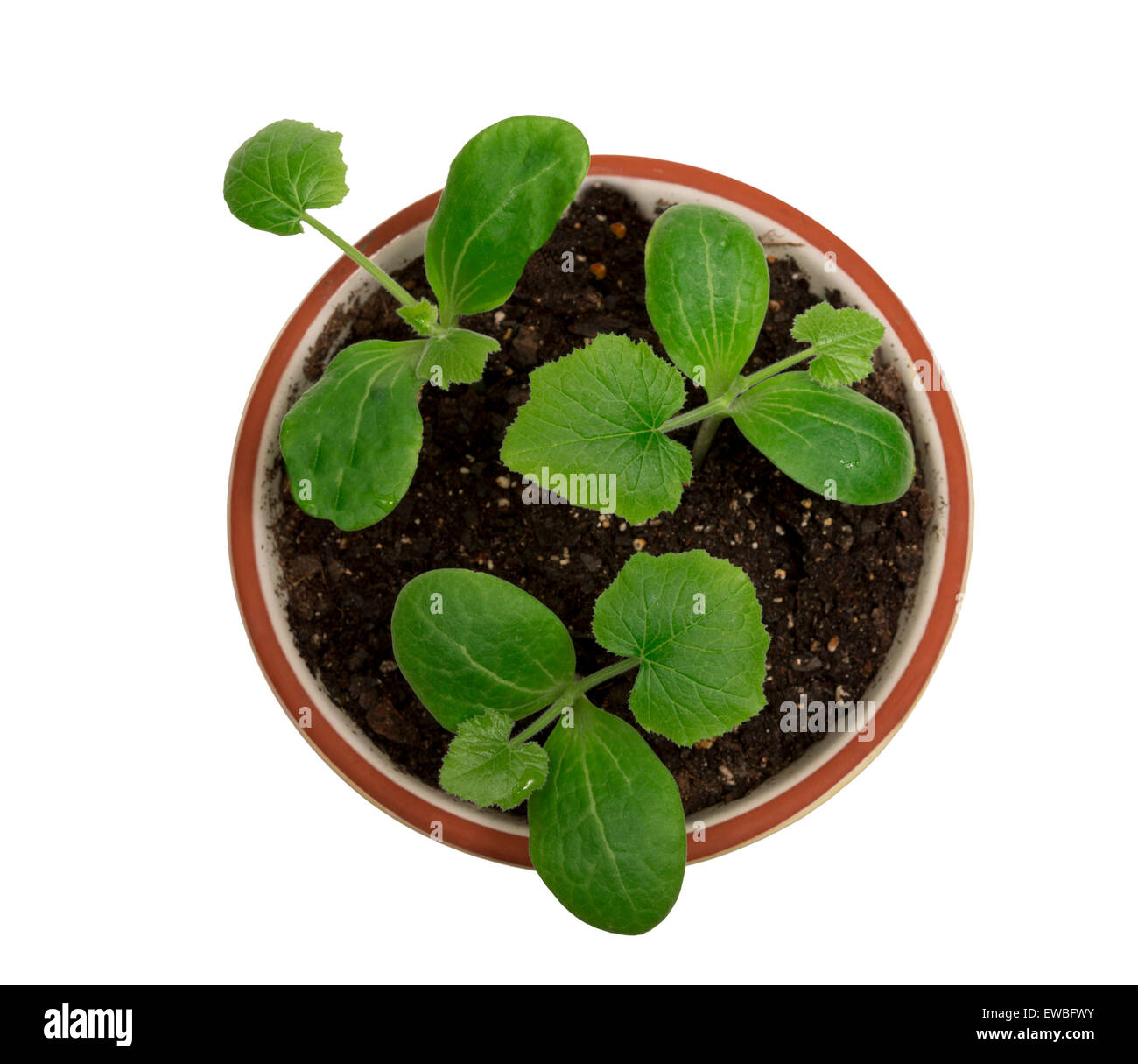 Group of young plants in pot isolated on white Stock Photo - Alamy