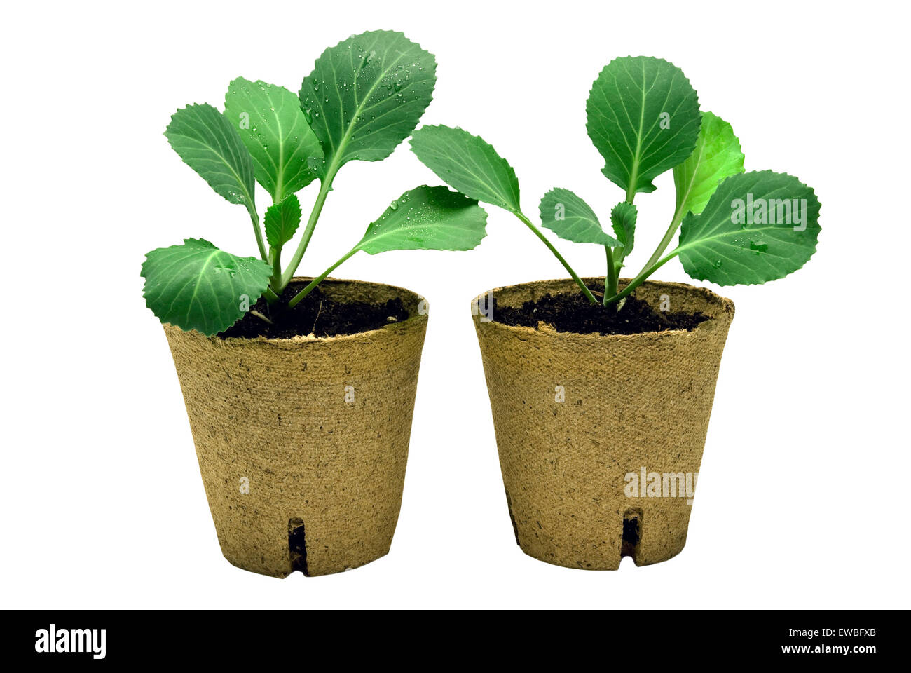 Spring wet plants so Cut Out Stock Images & Pictures - Alamy