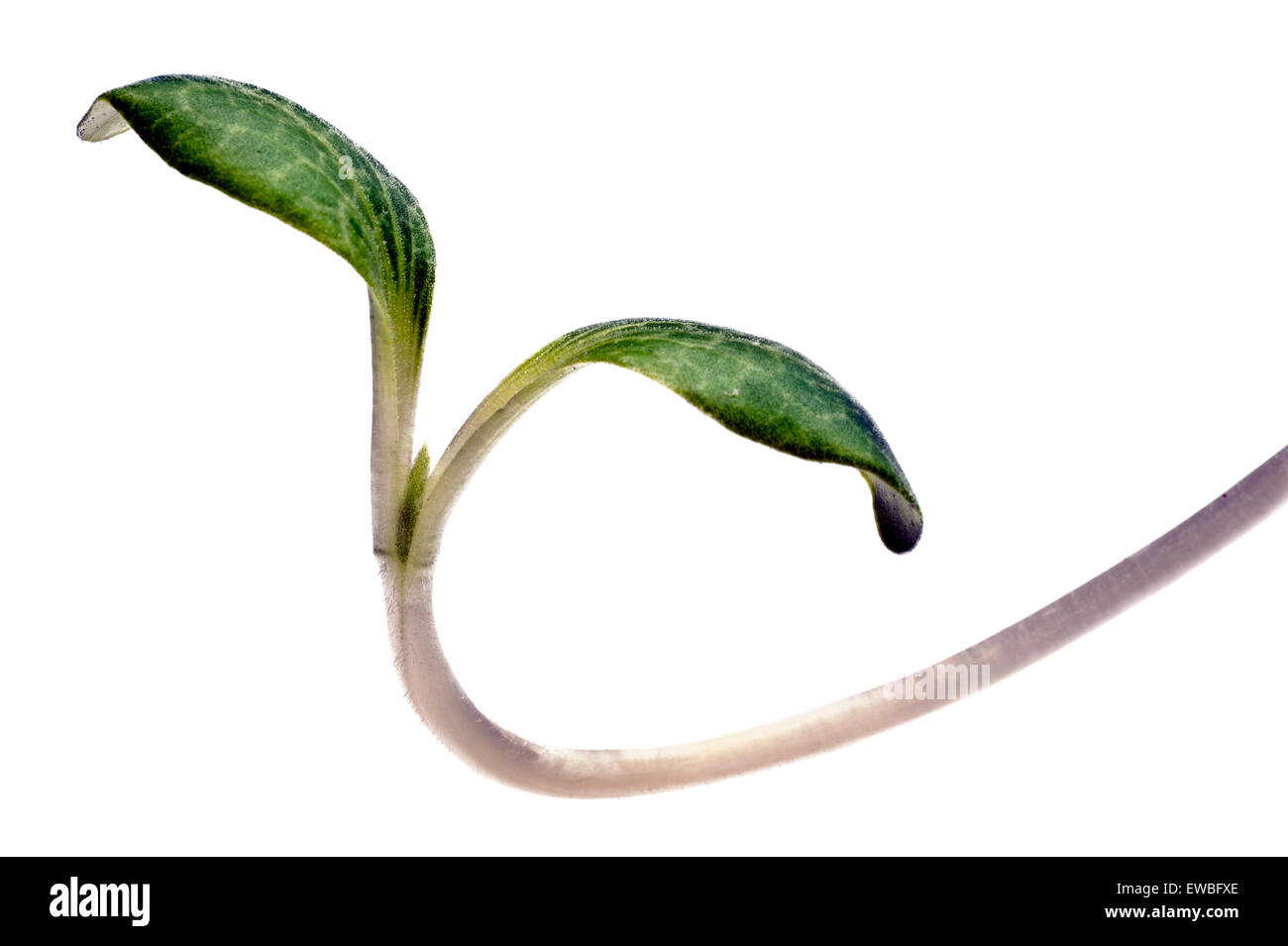 Young plant beginning to grow Stock Photo - Alamy