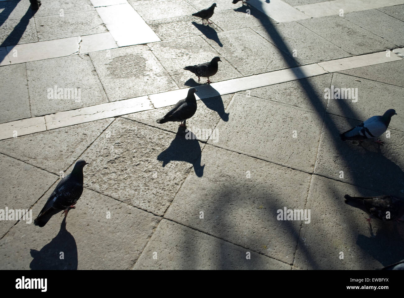 Venice, Italy. Pigeons in Saint Marks Square Stock Photo - Alamy