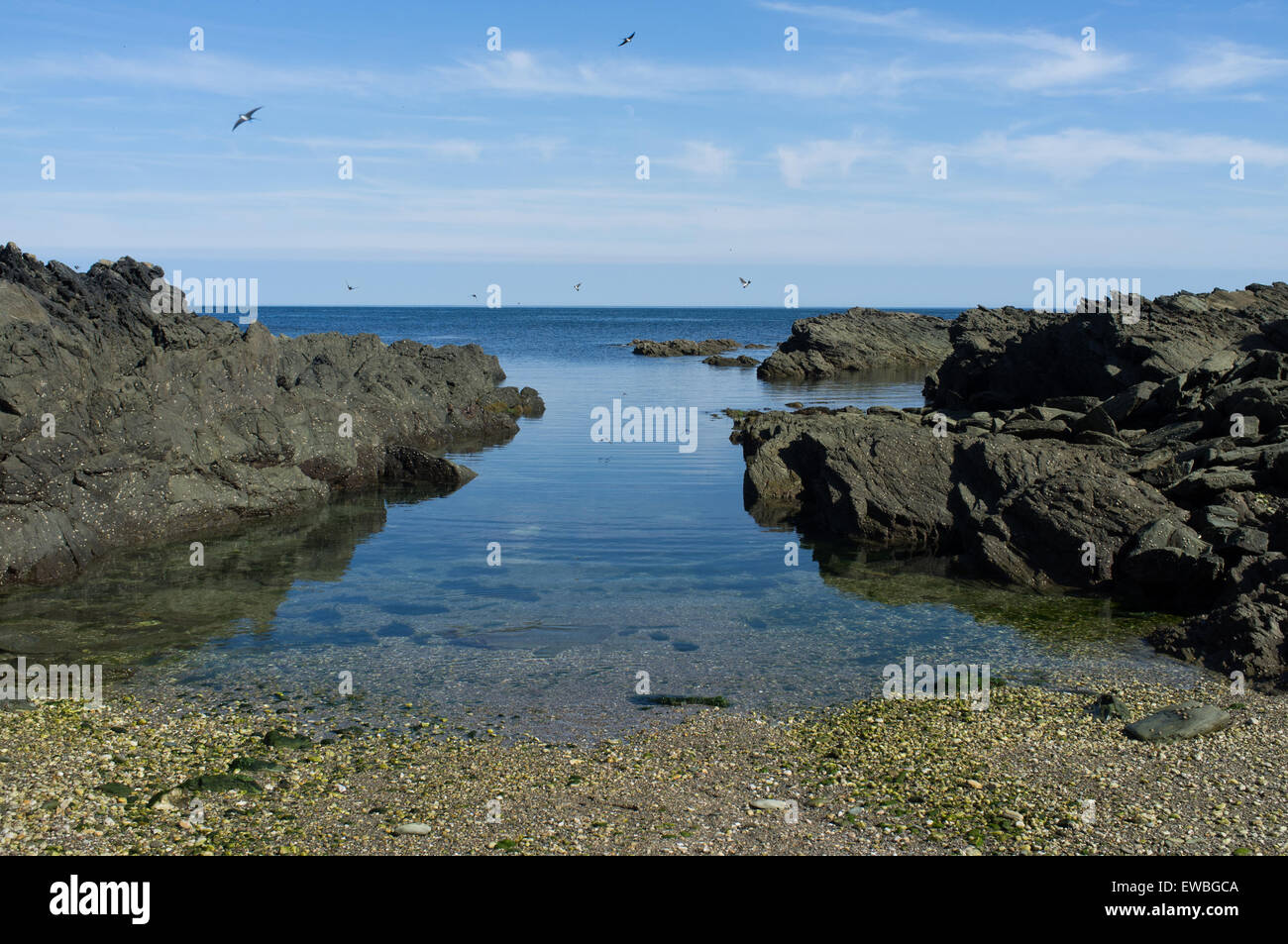 Swallows flying over still sea pool in South Devon Stock Photo - Alamy