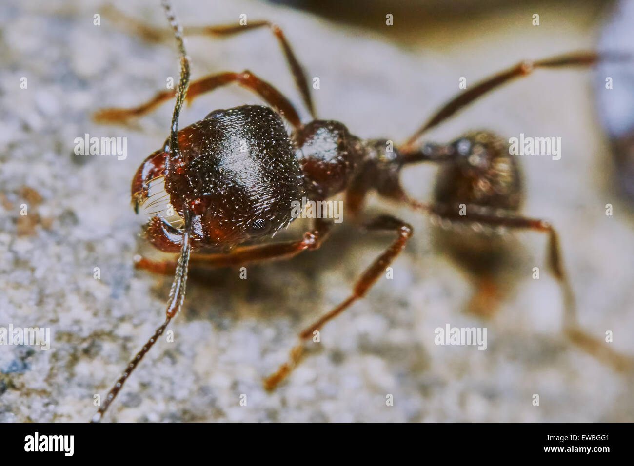 Ant outside in the garden close-up Stock Photo - Alamy