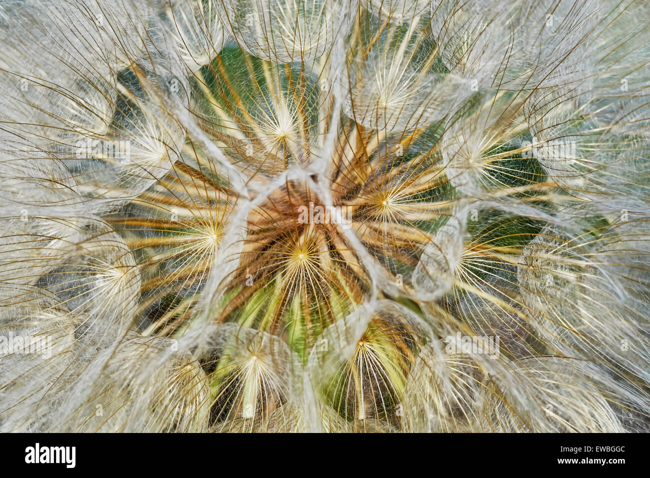 Dandelion texture hi-res stock photography and images - Alamy