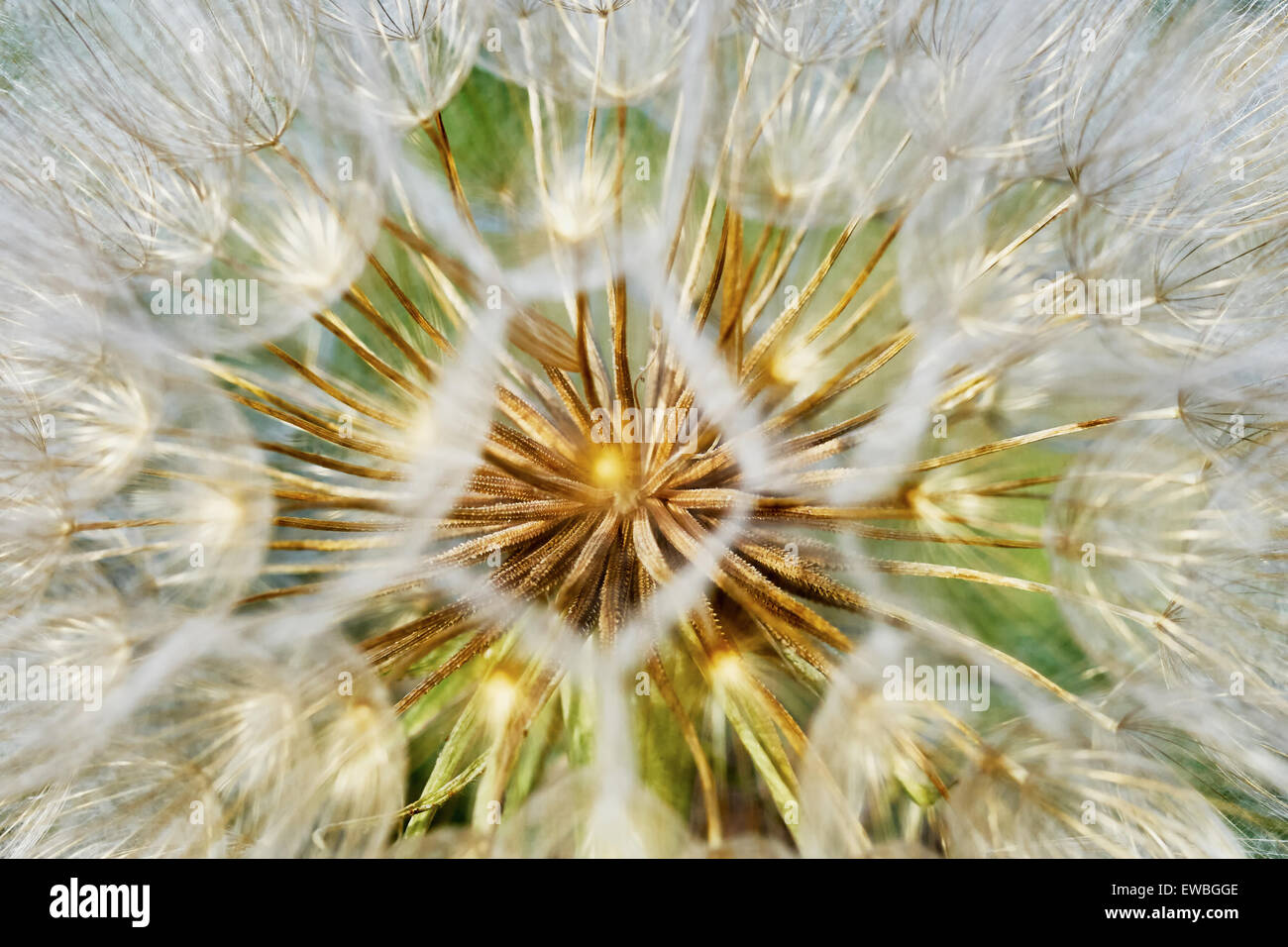 Dandelion closeup (texture Stock Photo - Alamy