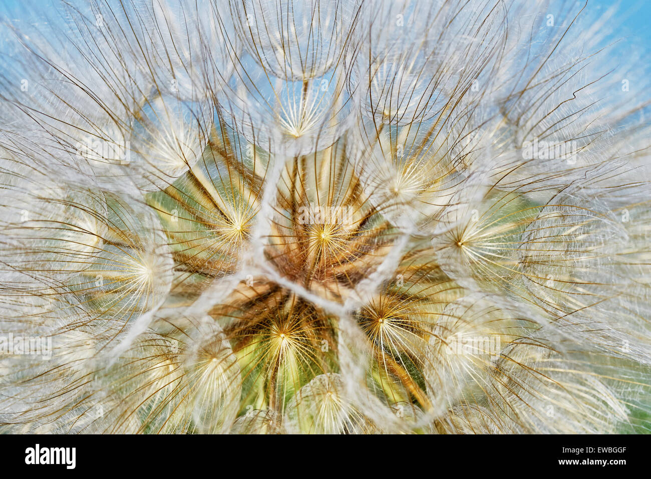 Dandelion Texture High Resolution Stock Photography and Images - Alamy