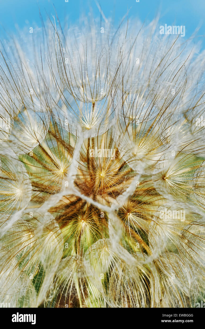 Dandelion closeup (texture Stock Photo - Alamy