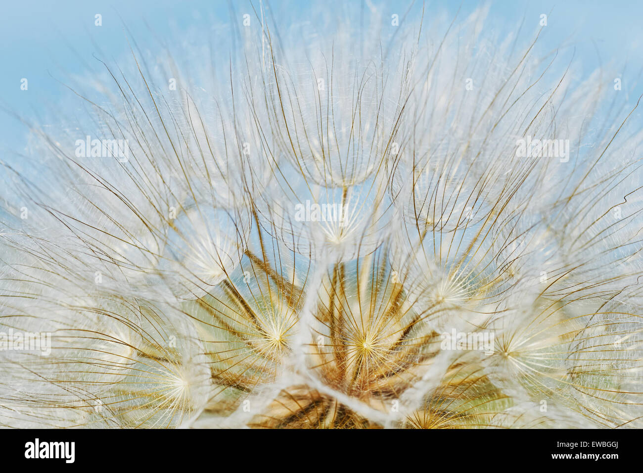 Dandelion Texture High Resolution Stock Photography and Images - Alamy