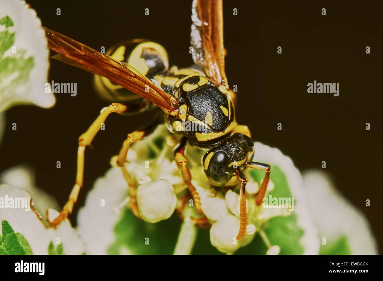 Wasp on a flowering tree in the summer garden Stock Photo - Alamy