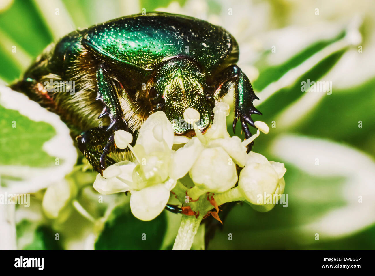 Green chafer on a flowering tree Stock Photo - Alamy