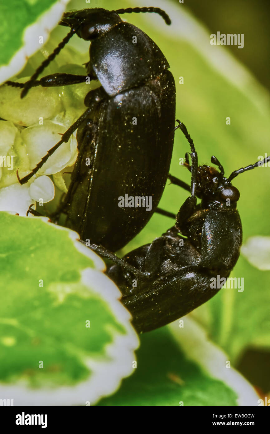 Small black bugs hi-res stock photography and images - Alamy